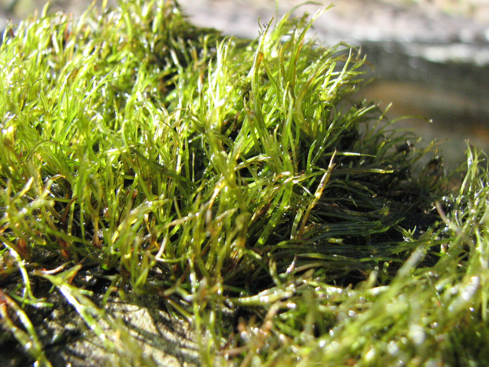 Podostemum ceratophyllum Michx.