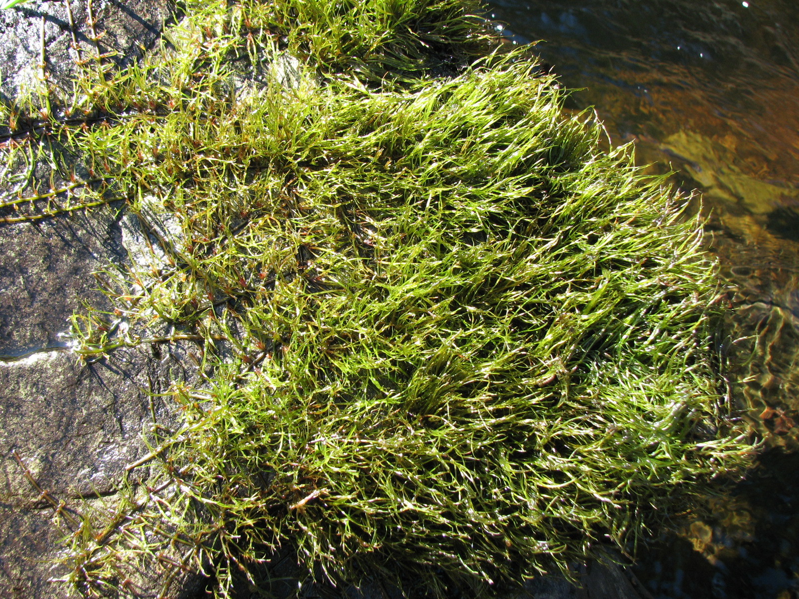 Podostemum ceratophyllum Michx.