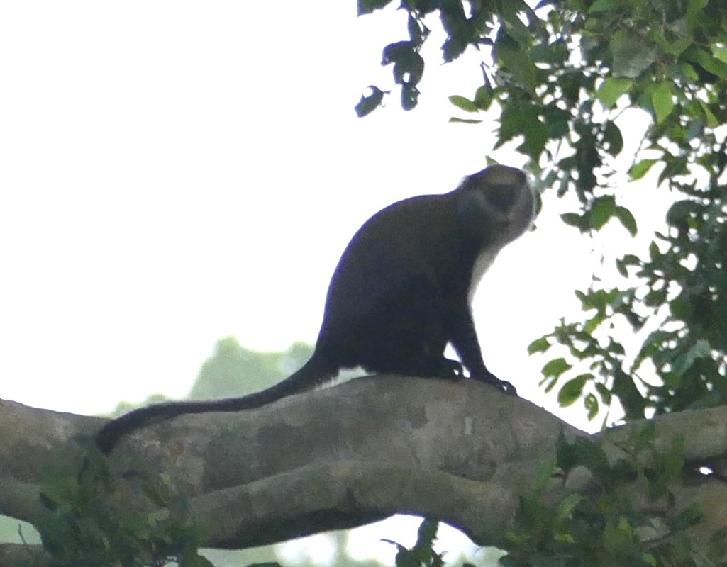 Cercopithecus lowei Thomas, 1923