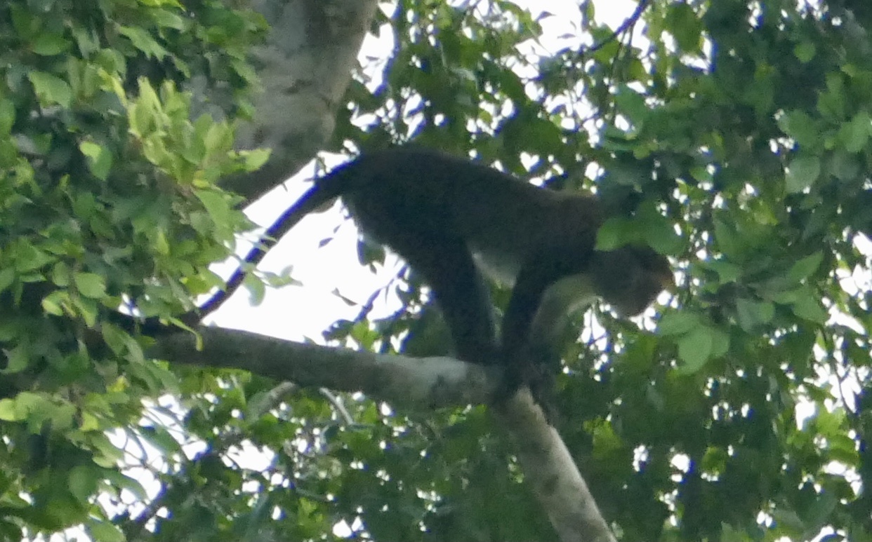 Cercopithecus lowei Thomas, 1923