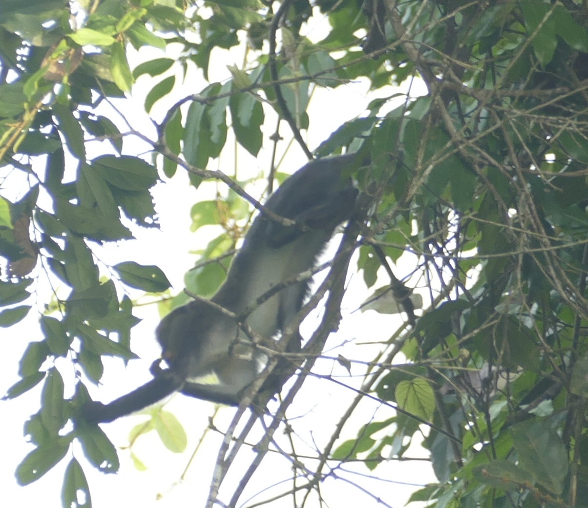 Cercopithecus lowei Thomas, 1923