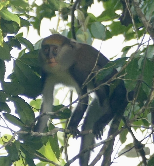 Cercopithecus lowei Thomas, 1923