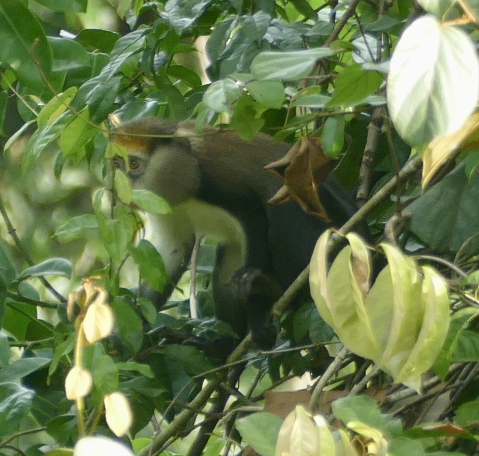 Cercopithecus lowei Thomas, 1923