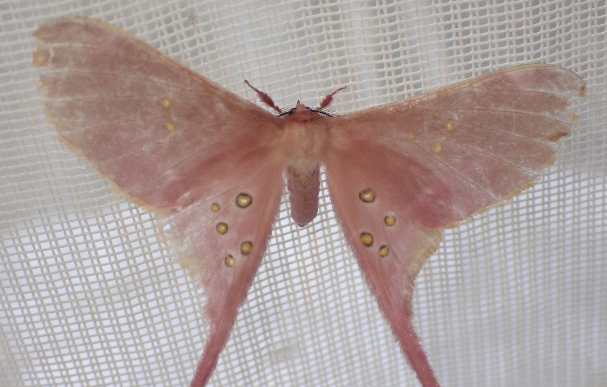 Eudaemonia argus Fabricius, 1781