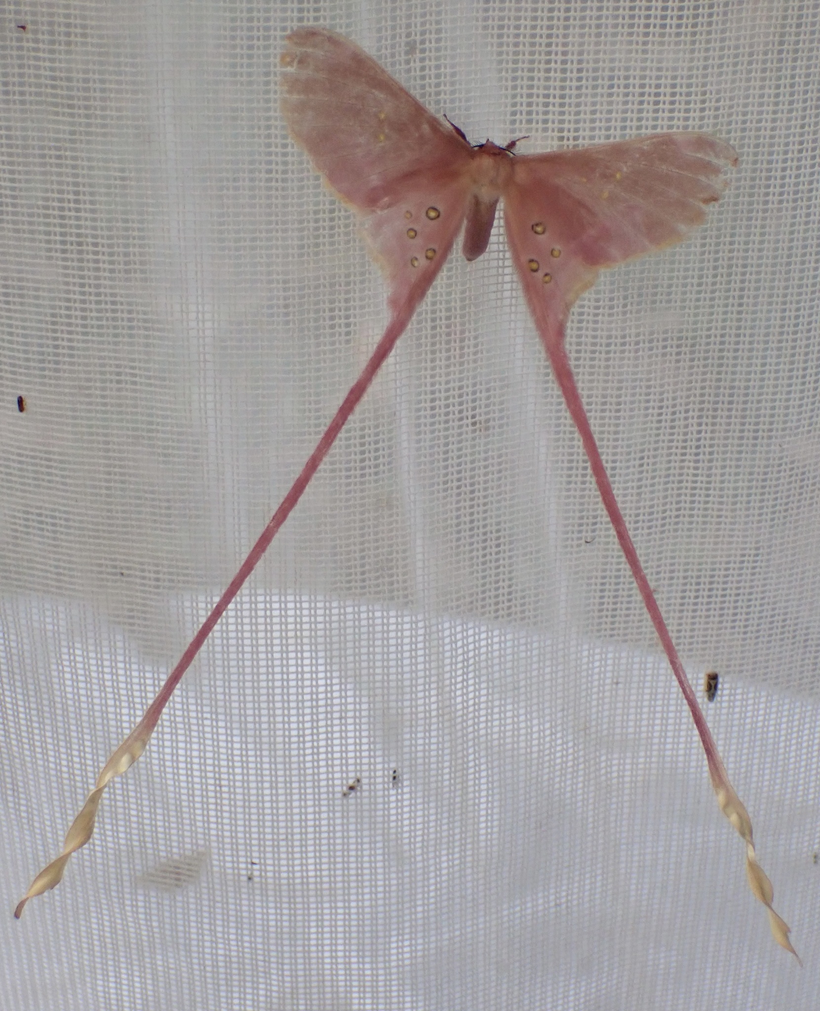 Eudaemonia argus Fabricius, 1781