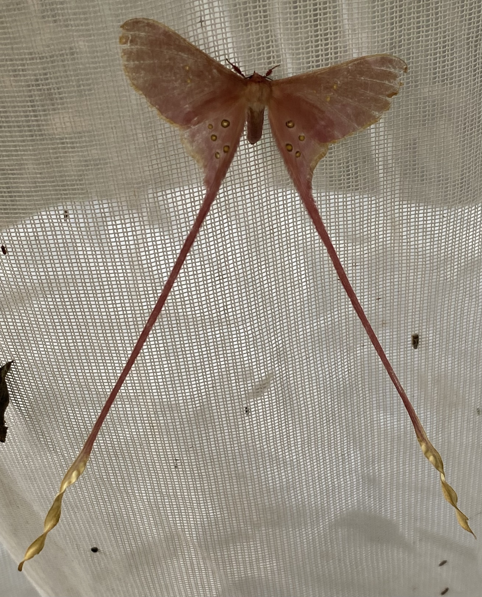 Eudaemonia argus Fabricius, 1781