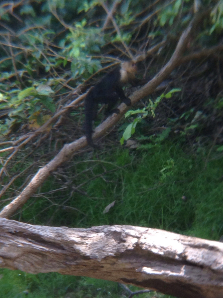 Central American white-faced capuchin in April 2015 by Charlie Hohn ...