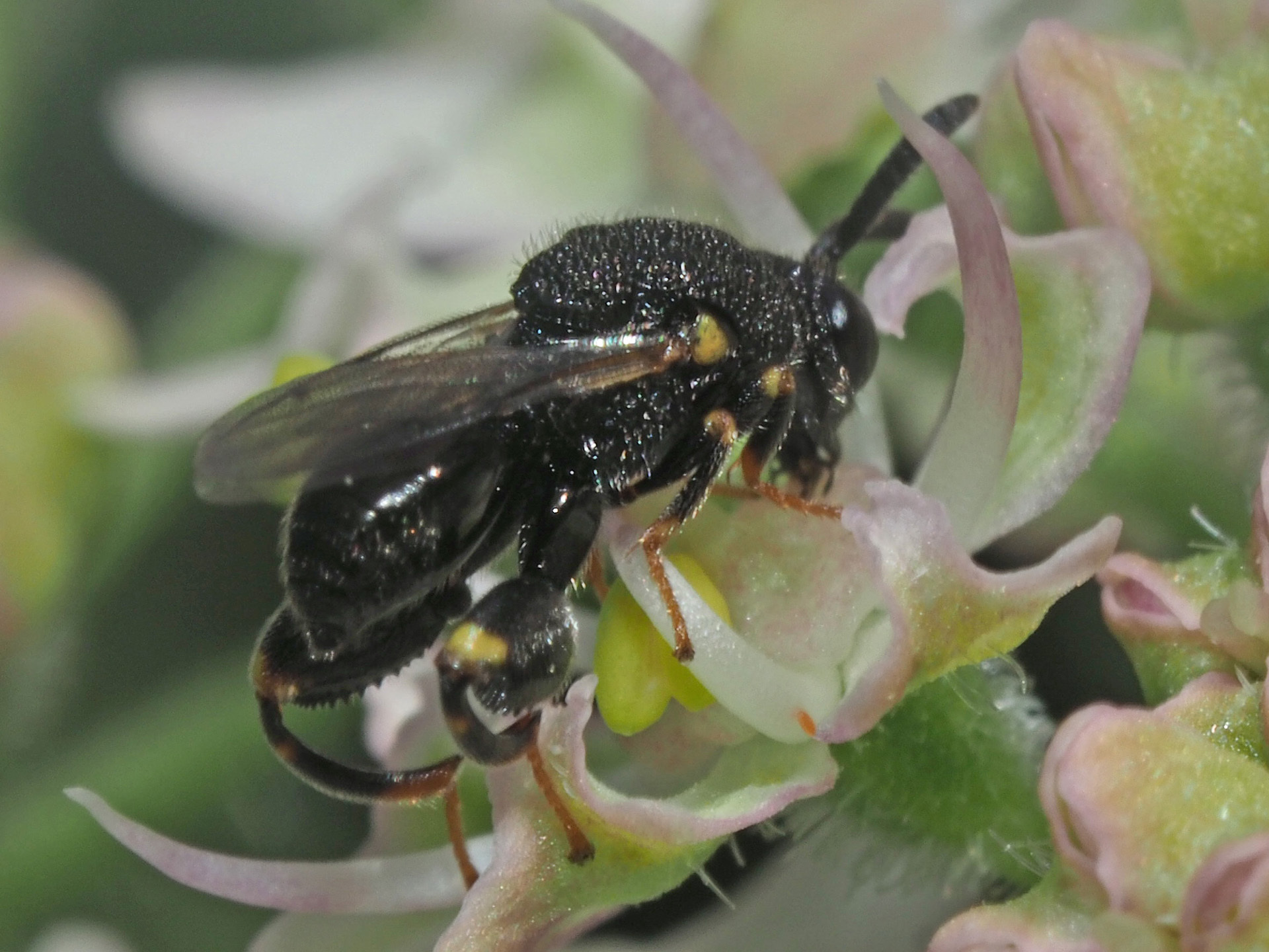 Brachymeria minuta (Linnaeus, 1767)