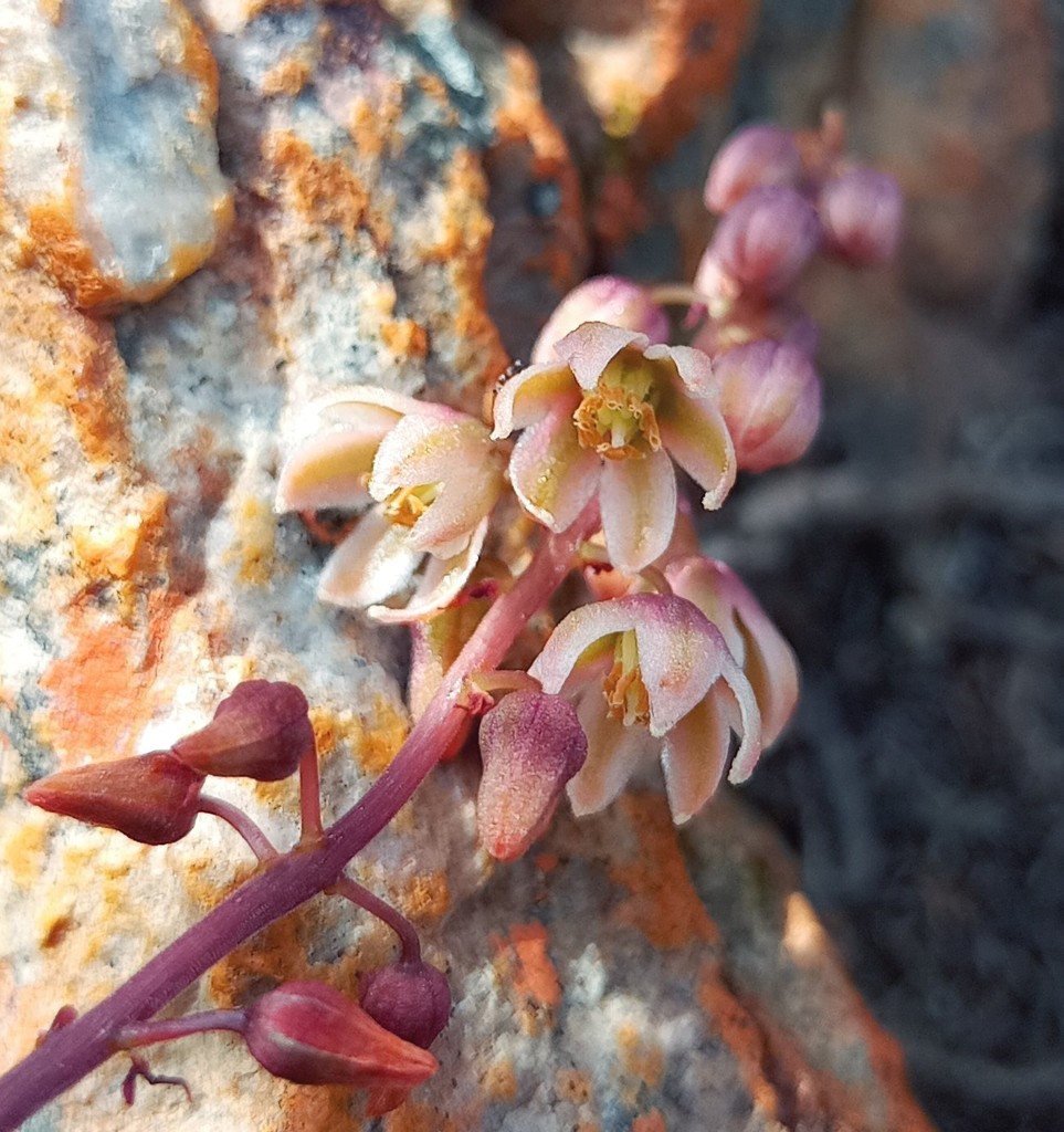 Flat Squill from Cape Winelands, South Africa on January 2, 2022 at 05: ...