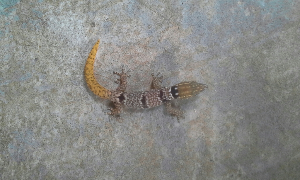 Sphaeros from El Carmen de Chucurí, CO-ST, CO on May 3, 2018 at 01:48 ...