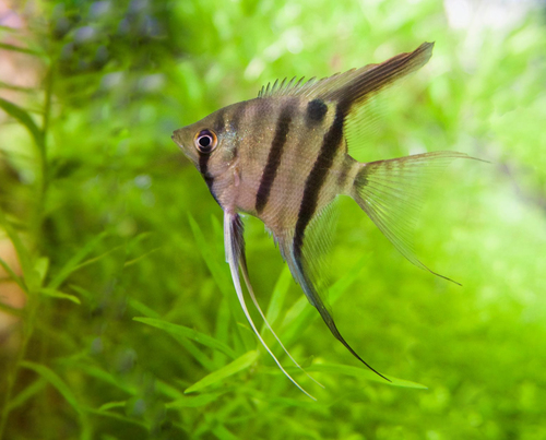 Dwarf Angelfish (Pterophyllum leopoldi) · iNaturalist