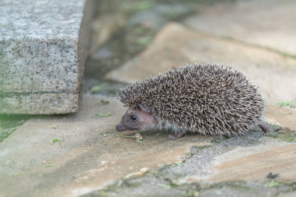 Four-toed Hedgehog (Atelerix albiventris) - Know Your Mammals