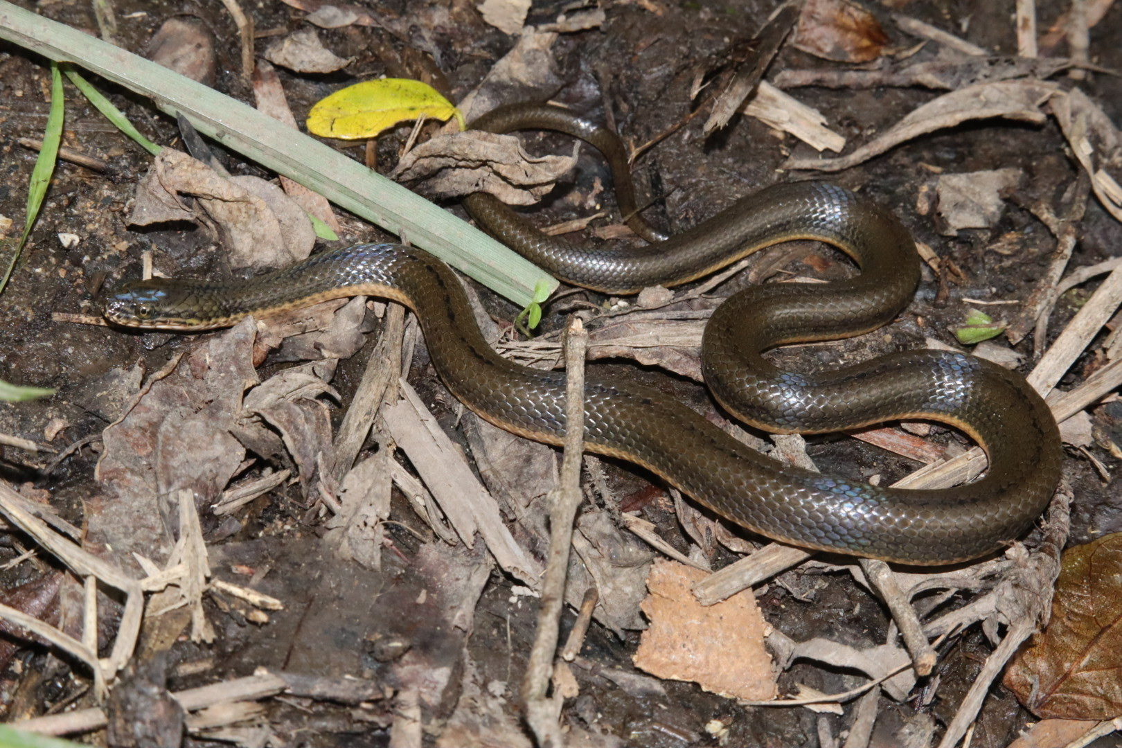 Lycodonomorphus laevissimus (Günther, 1862)