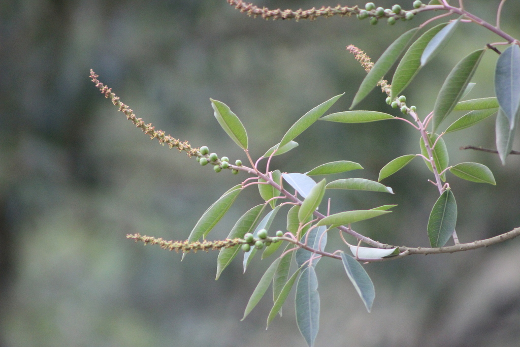Sapium glandulosum in December 2021 by Douglas Meyer · iNaturalist