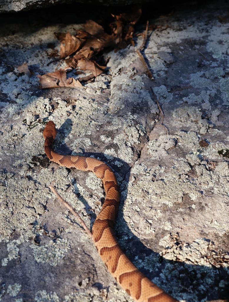 Eastern Copperhead in July 2021 by bdieffenbacher · iNaturalist