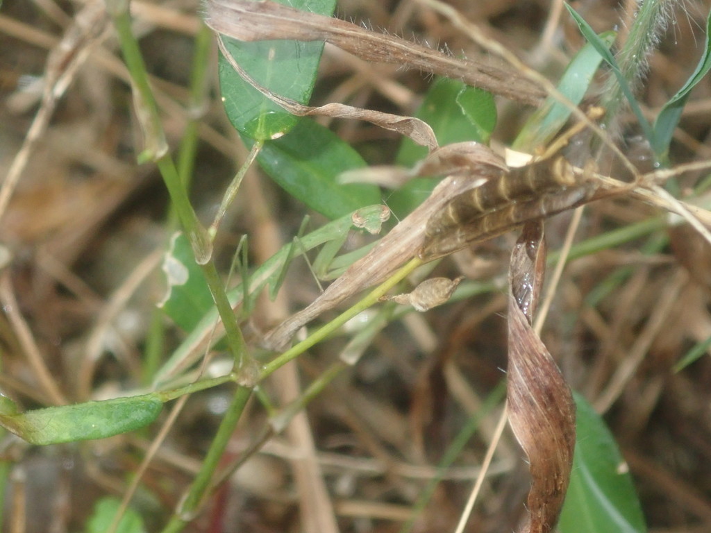 Musonia surinama from Laborie, St Lucia on January 04, 2022 at 10:08 AM ...