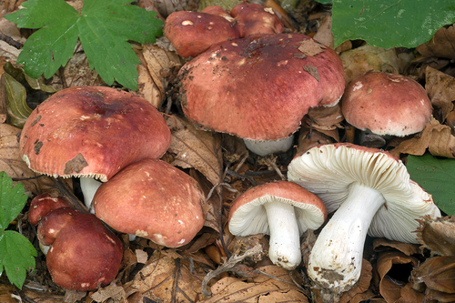 Russula puellula · iNaturalist United Kingdom
