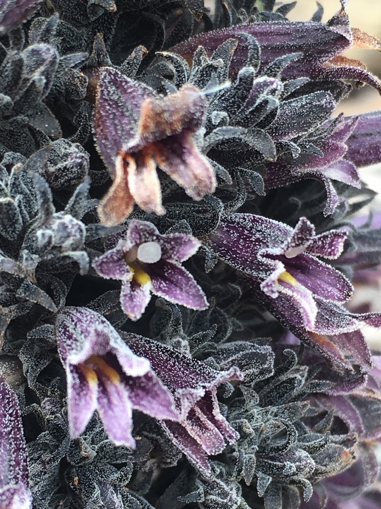 Chaparral Broomrape (Aphyllon tuberosum) - Botanical Realm