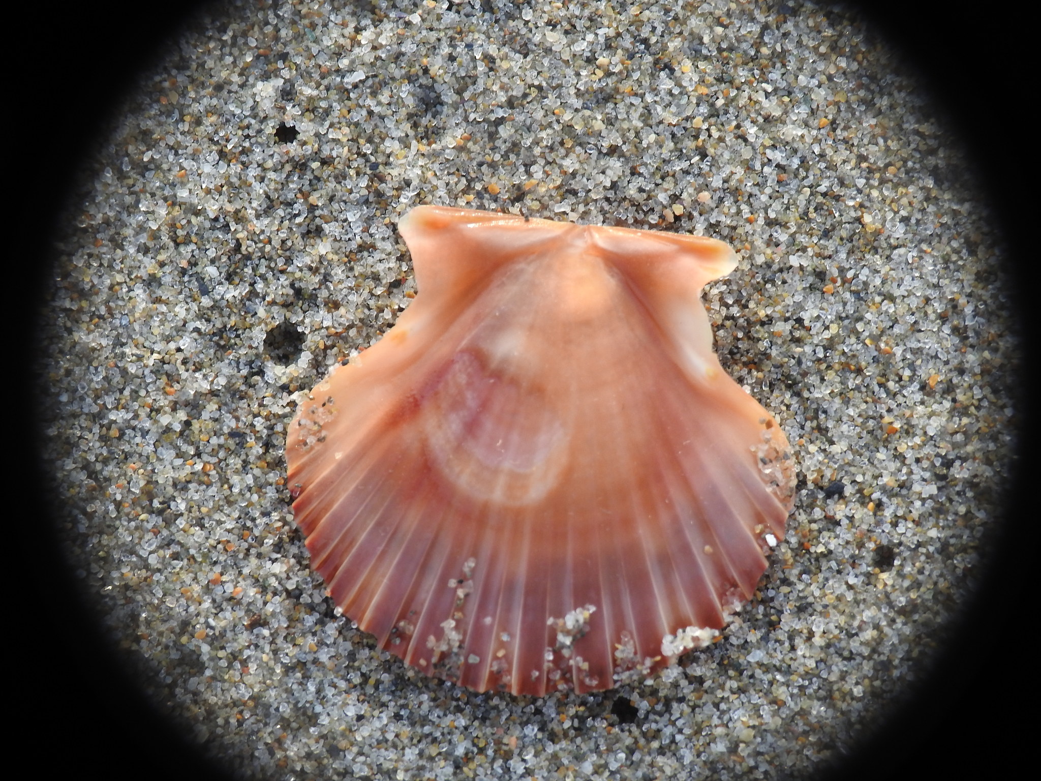 Pecten jacobaeus (Linnaeus, 1758)