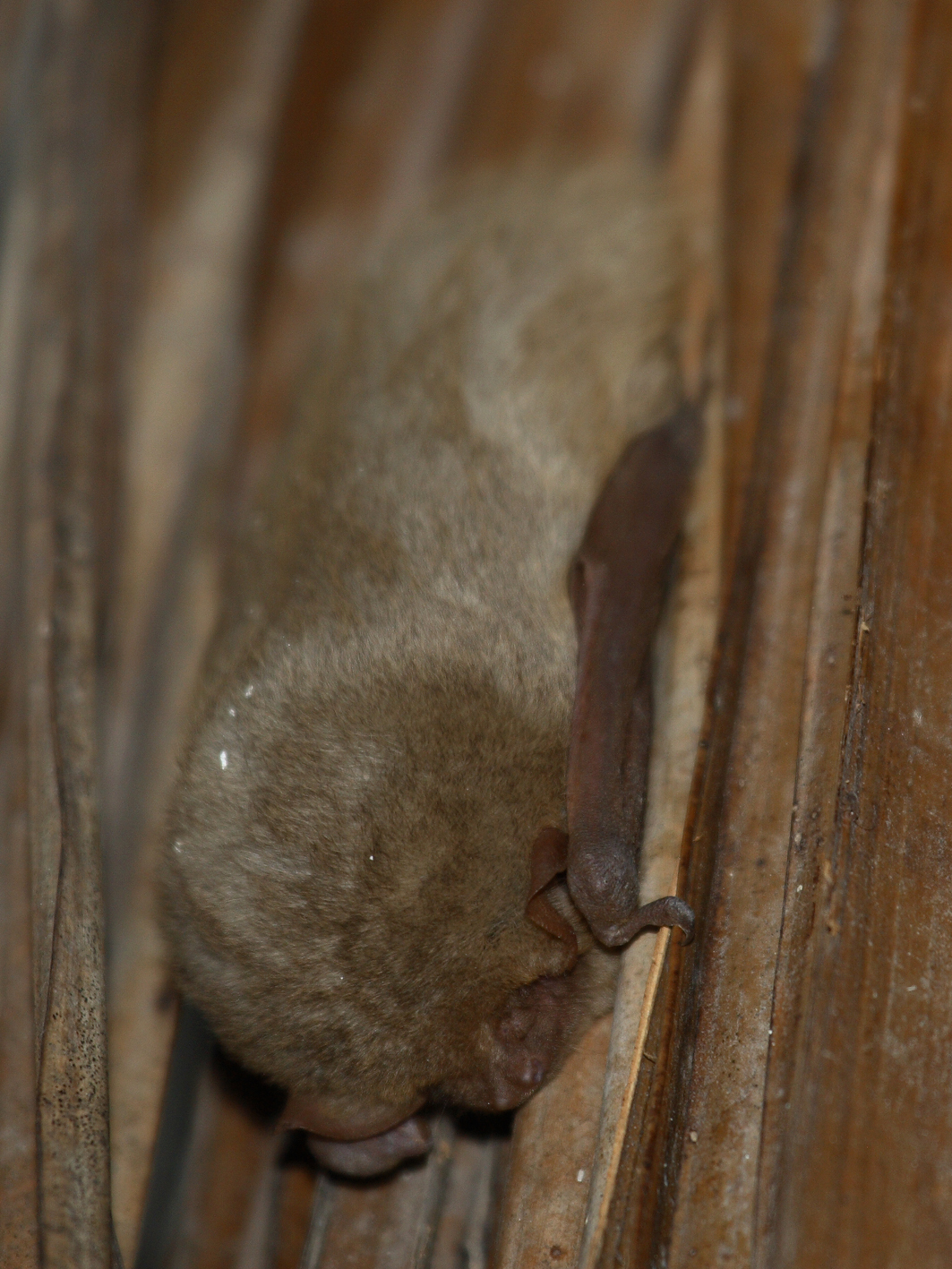 Lasiurus ega (Gervais, 1856)