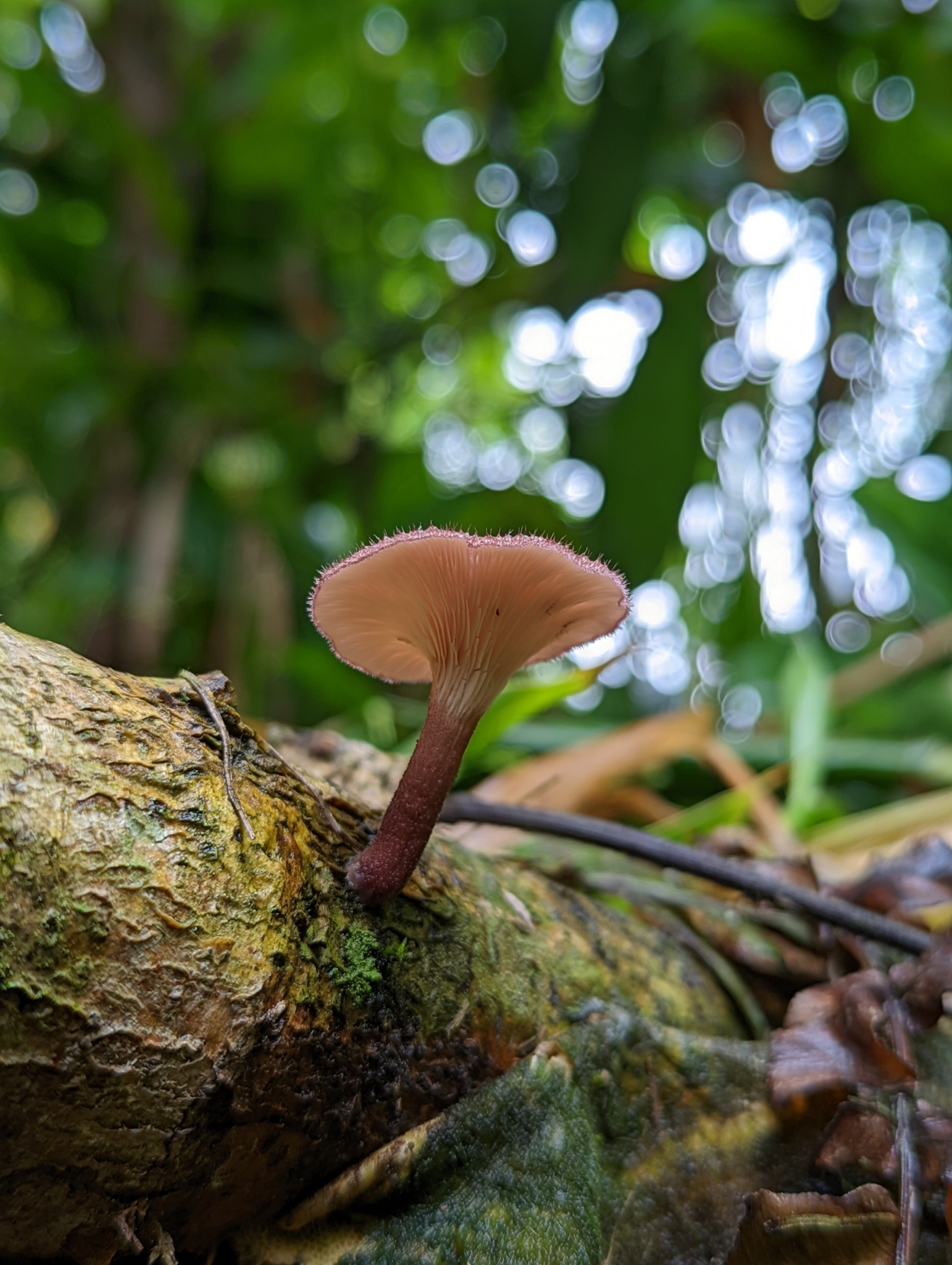 Panus strigellus (Berk.) Overh.