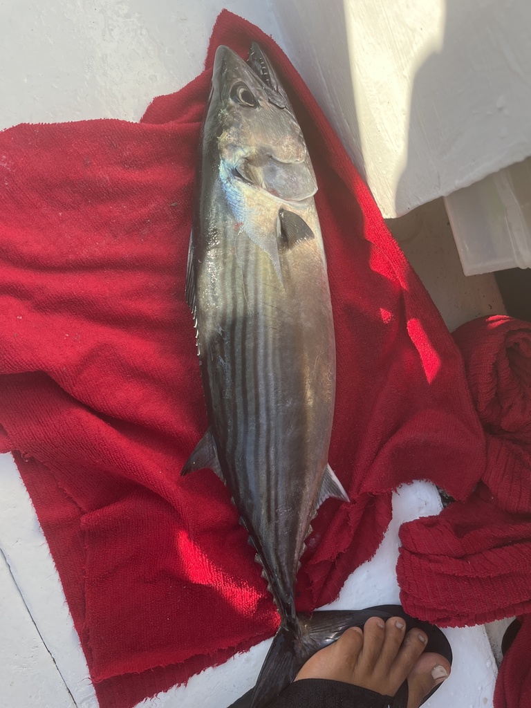 Oriental Bonito from Pacific Ocean, MX on January 3, 2022 at 08:56 AM ...