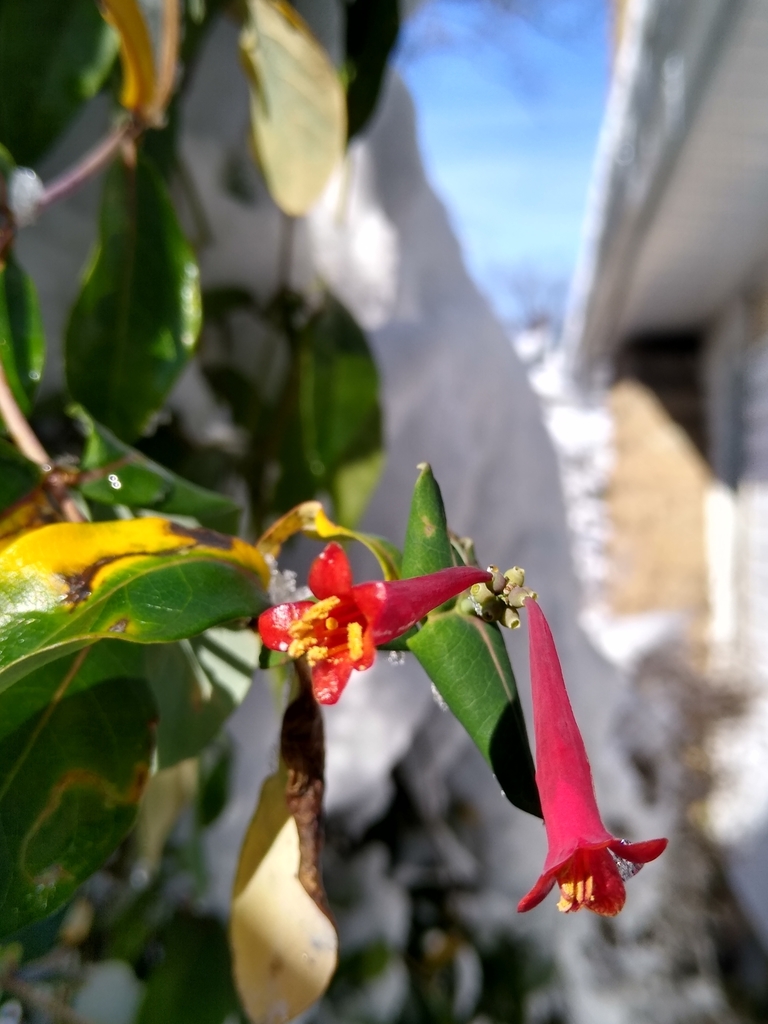 coral honeysuckle from Takoma Park, MD 20912, USA on January 4, 2022 at ...