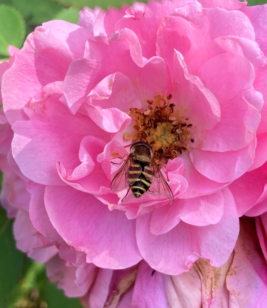 Common Flower Flies from Douglasdale, Calgary, AB T2Z, Canada on ...