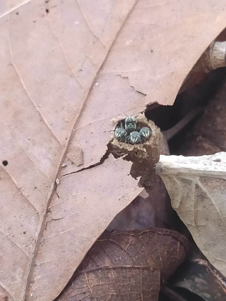 Lineated Margined-Stingless bee from Distrito Federal, Brasília, Brazil on December 15, 2021 at ...