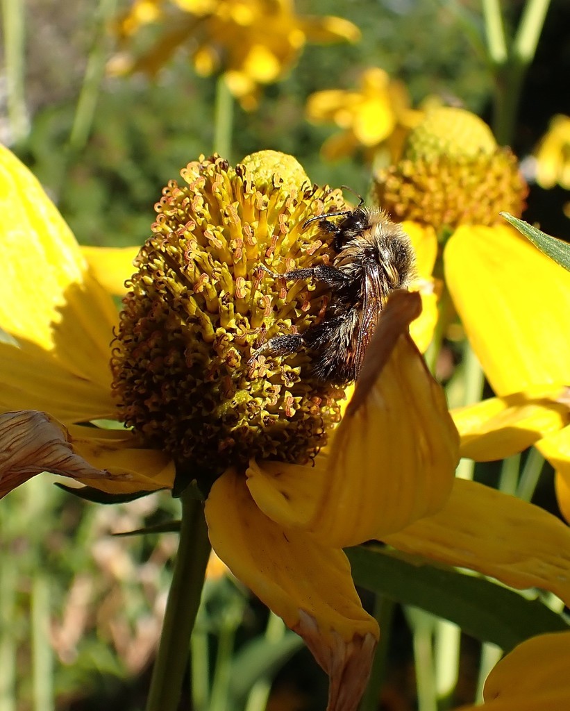 Red-belted Bumble Bee from Douglasdale, Calgary, AB T2Z, Canada on ...