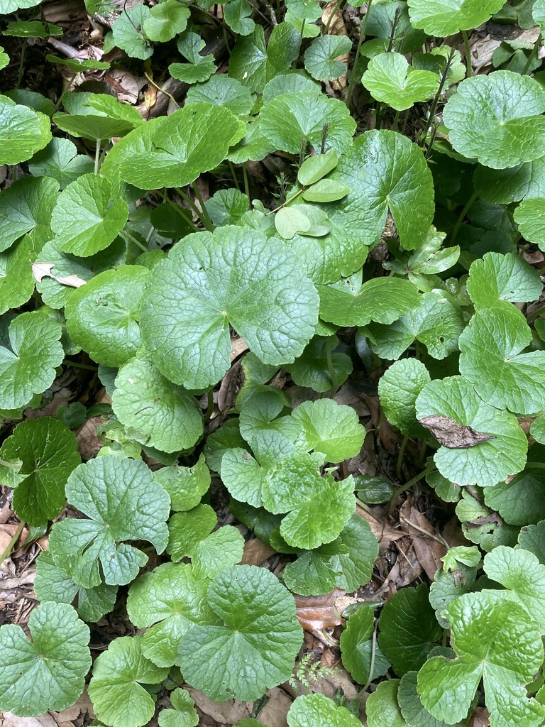 large pennywort from Tooloom National Park, Upper Tooloom, NSW, AU on ...