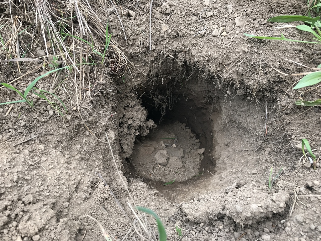 American Badger from Point Reyes National Seashore, Inverness, CA, US ...