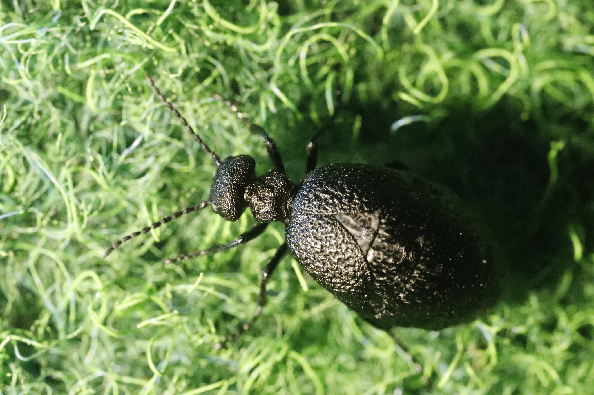 Meloe rugosus Marsham, 1802