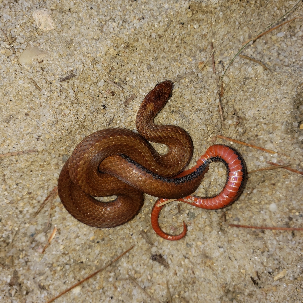 Northern Redbelly Snake from Plymouth, MA 02360, USA on October 15 ...