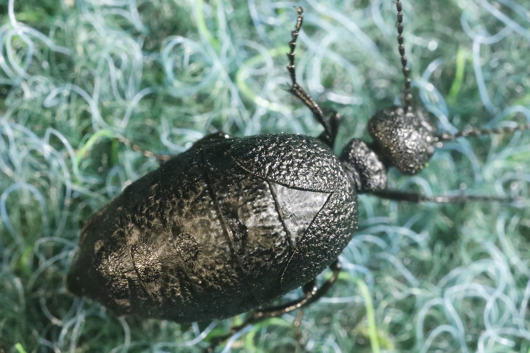 Meloe rugosus Marsham, 1802