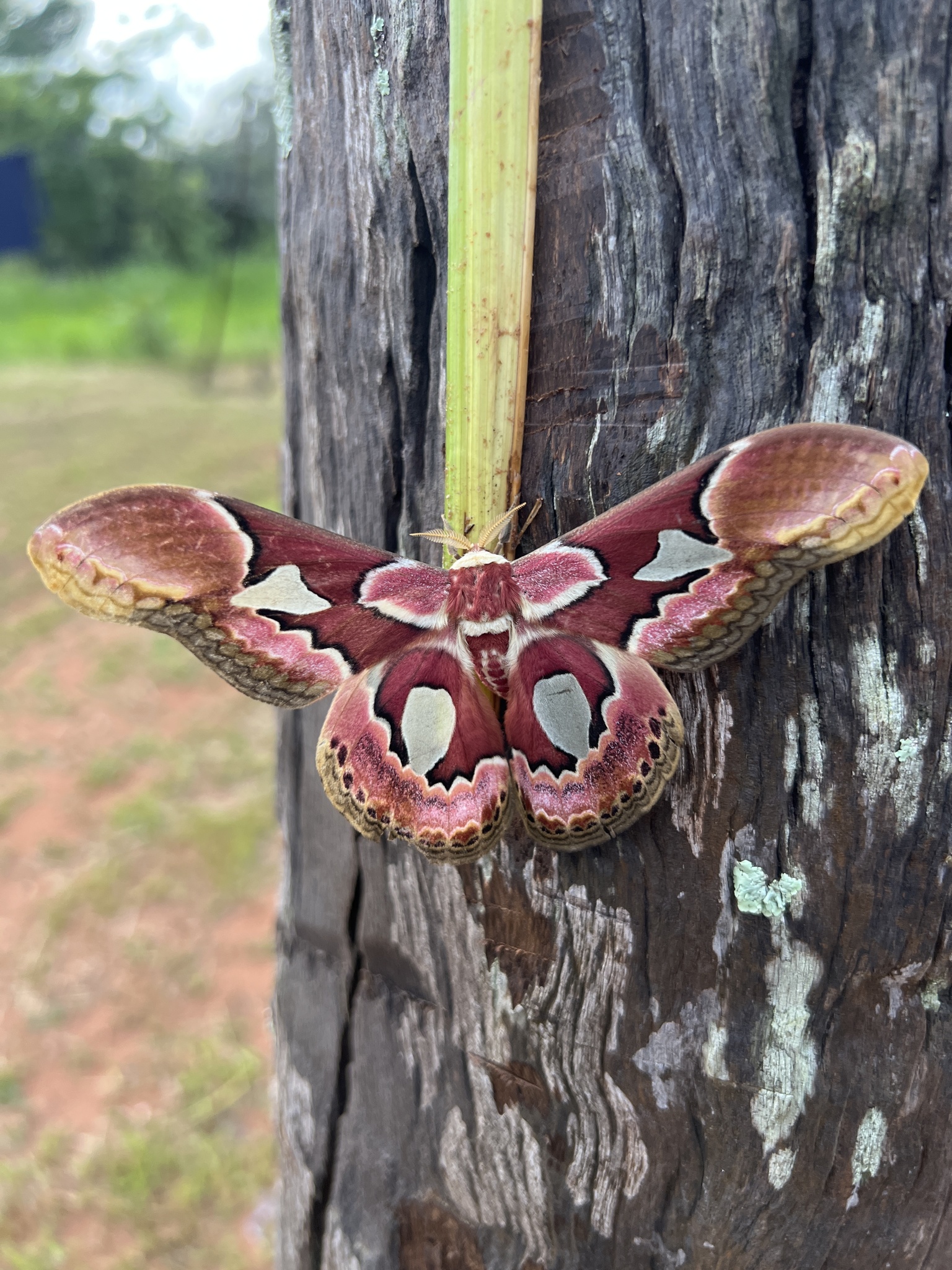 Rothschildia erycina Shaw