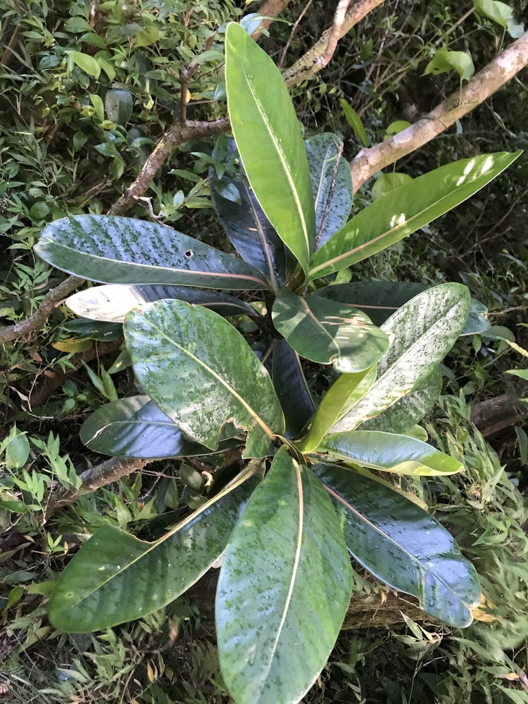 attorney trees from Puntarenas, CR-PU, CR on January 04, 2022 at 04:32 ...