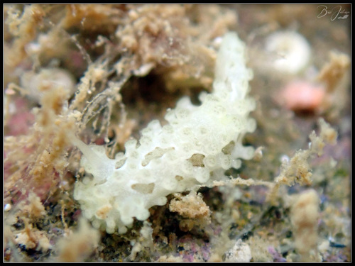 Aegires incusus · iNaturalist