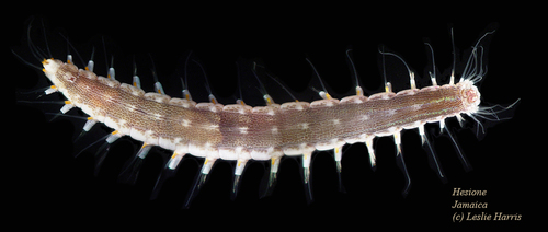 Hesione praetexta · iNaturalist