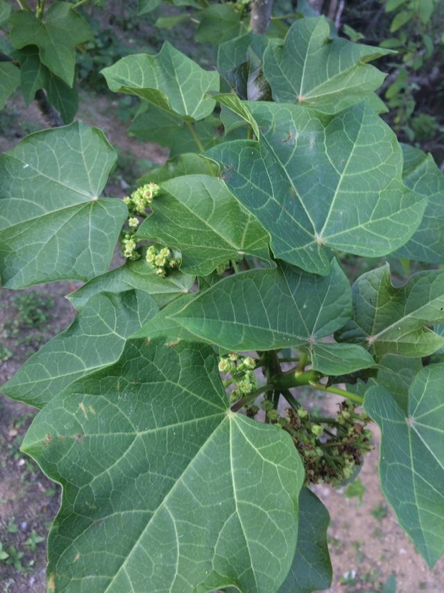 Jatropha curcas L.