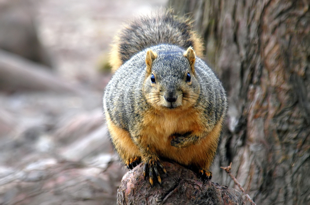 Fox Squirrel from Dallas, TX, USA Reinhart branch on January 16, 2019 ...