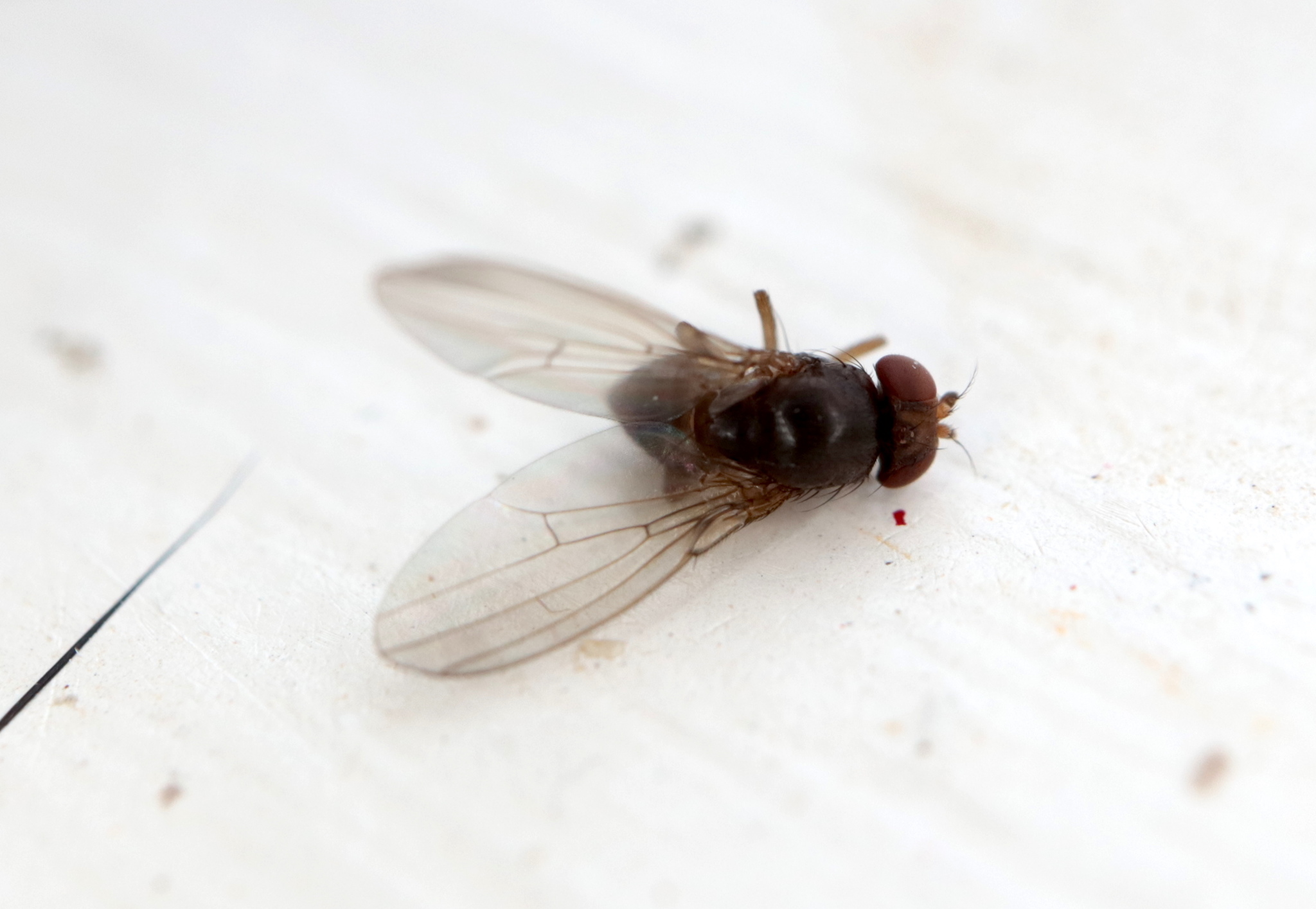 Drosophila suzukii (Matsumura, 1931)
