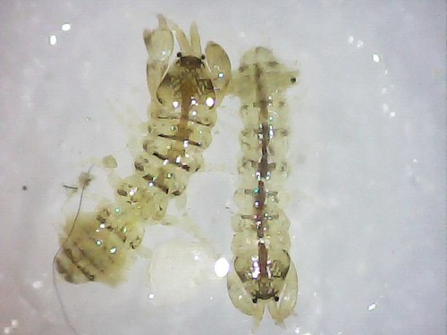 Genus Tanais · iNaturalist