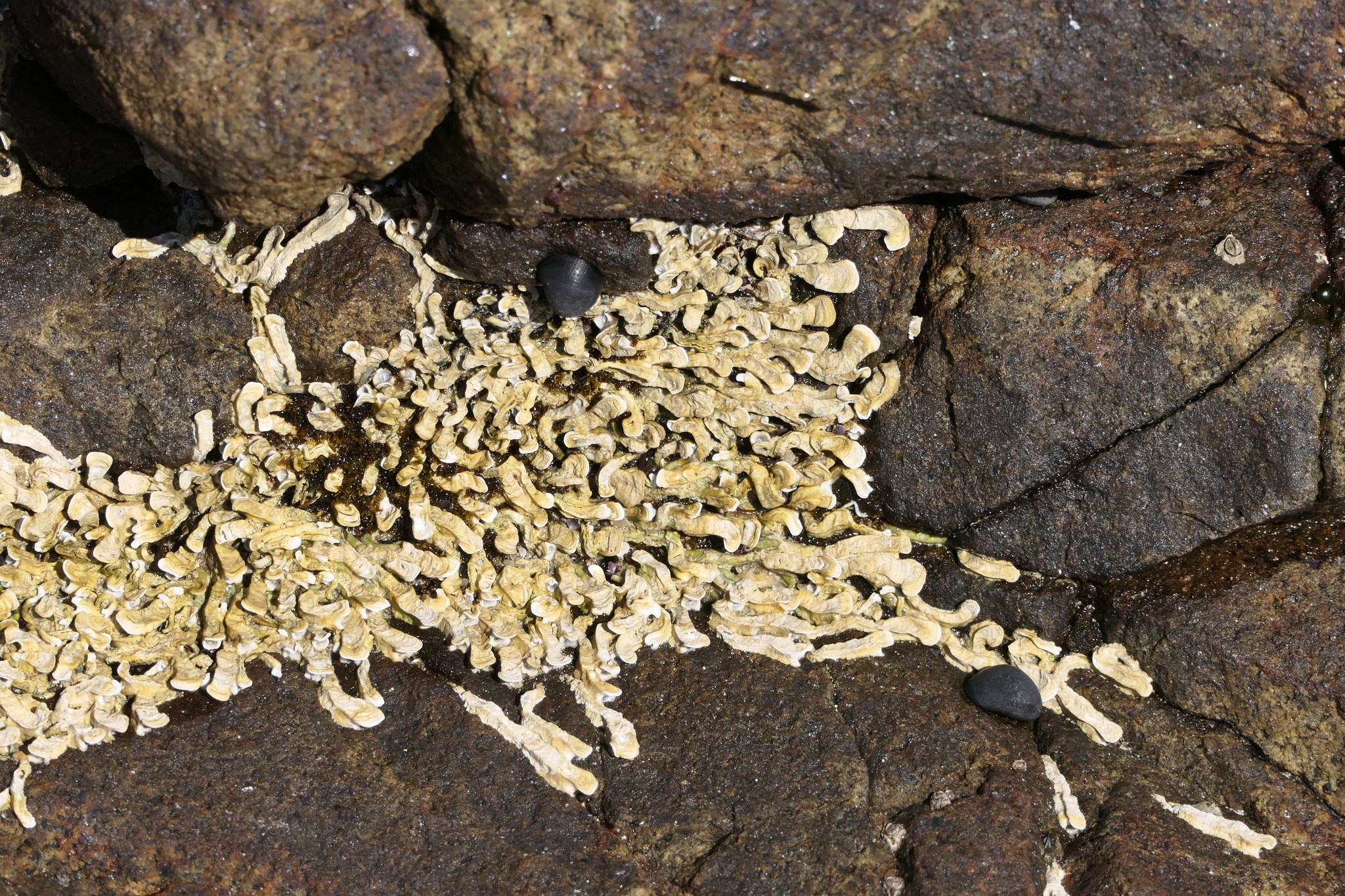 Galeolaria caespitosa Lamarck, 1818