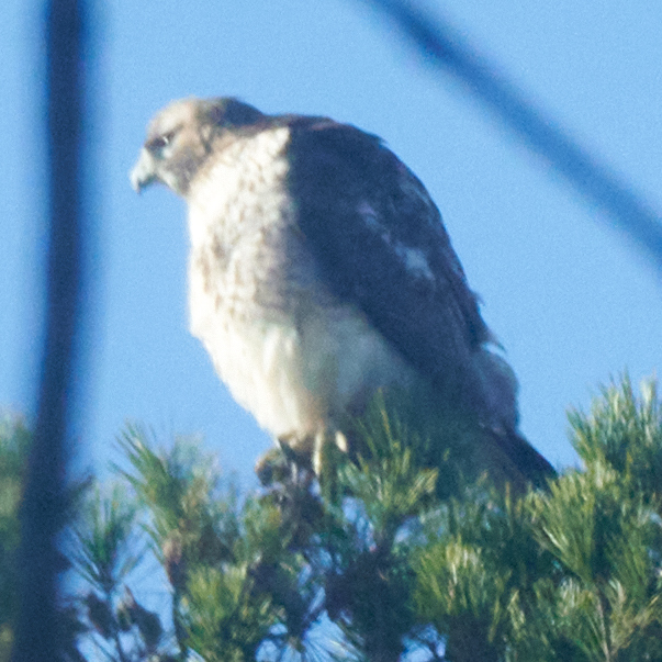 Red-tailed Hawk from North Hills, Raleigh, NC, USA on January 4, 2022 ...