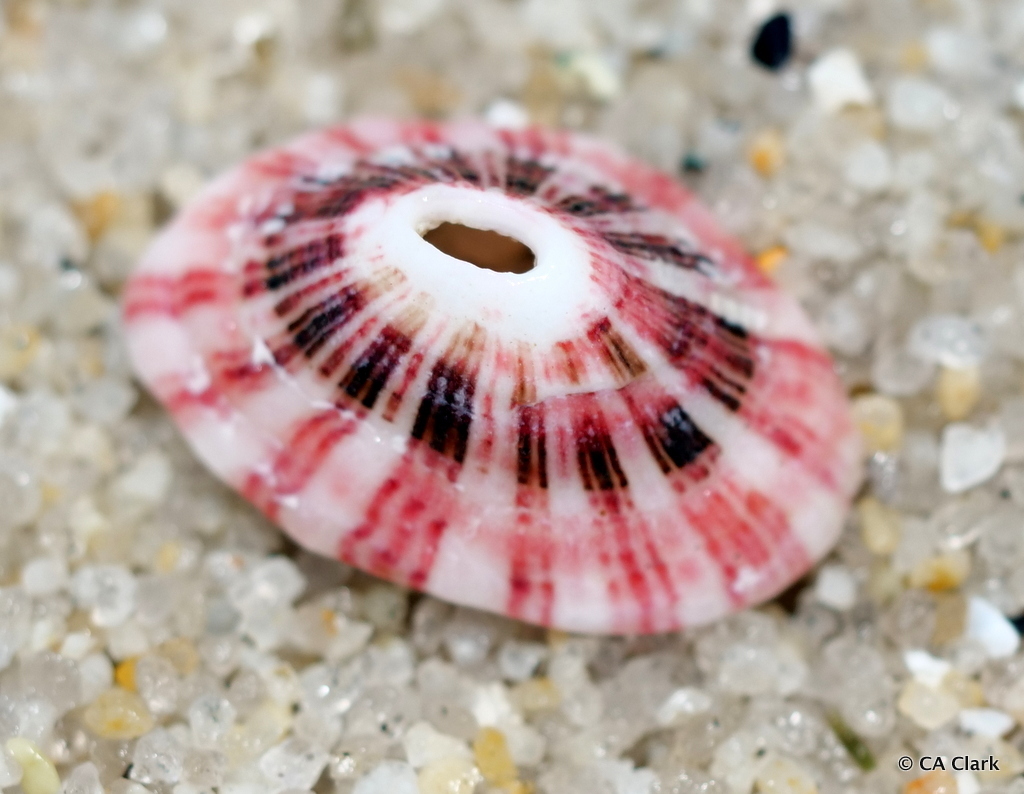 Volcano Keyhole Limpet from Asilomar, California, USA on May 13, 2021 ...