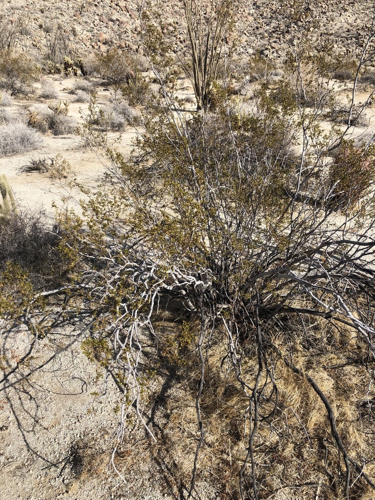 Creosote Bush from San Diego County, CA, USA on January 01, 2022 at 10: ...