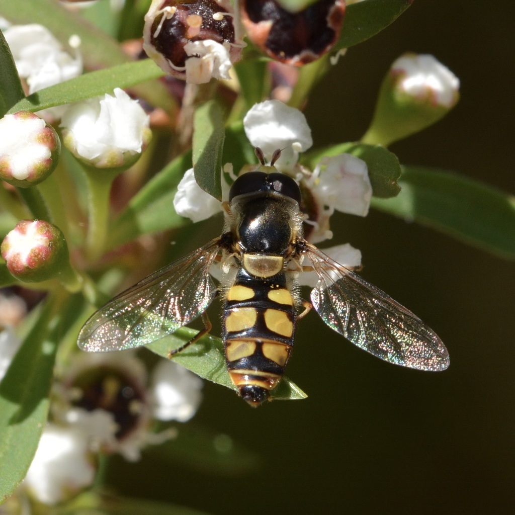 Yellow-shouldered Stout Hover Fly in January 2022 by menura · iNaturalist