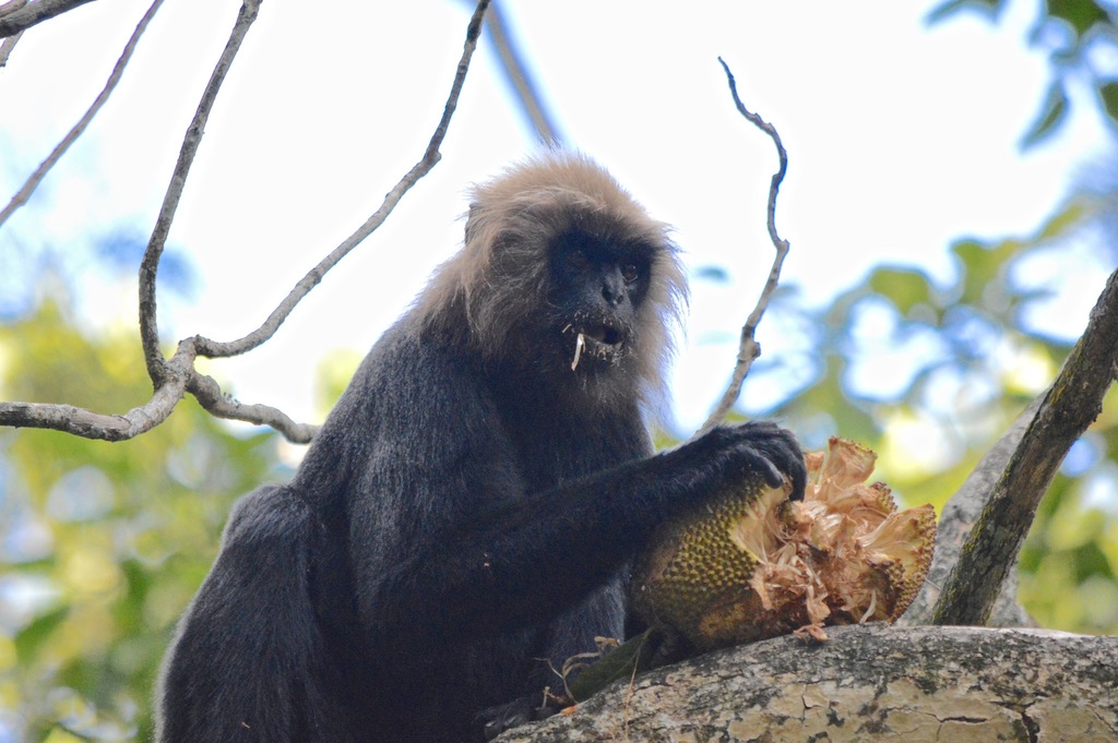 Nilgiri Langur (Semnopithecus johnii) - Know Your Mammals