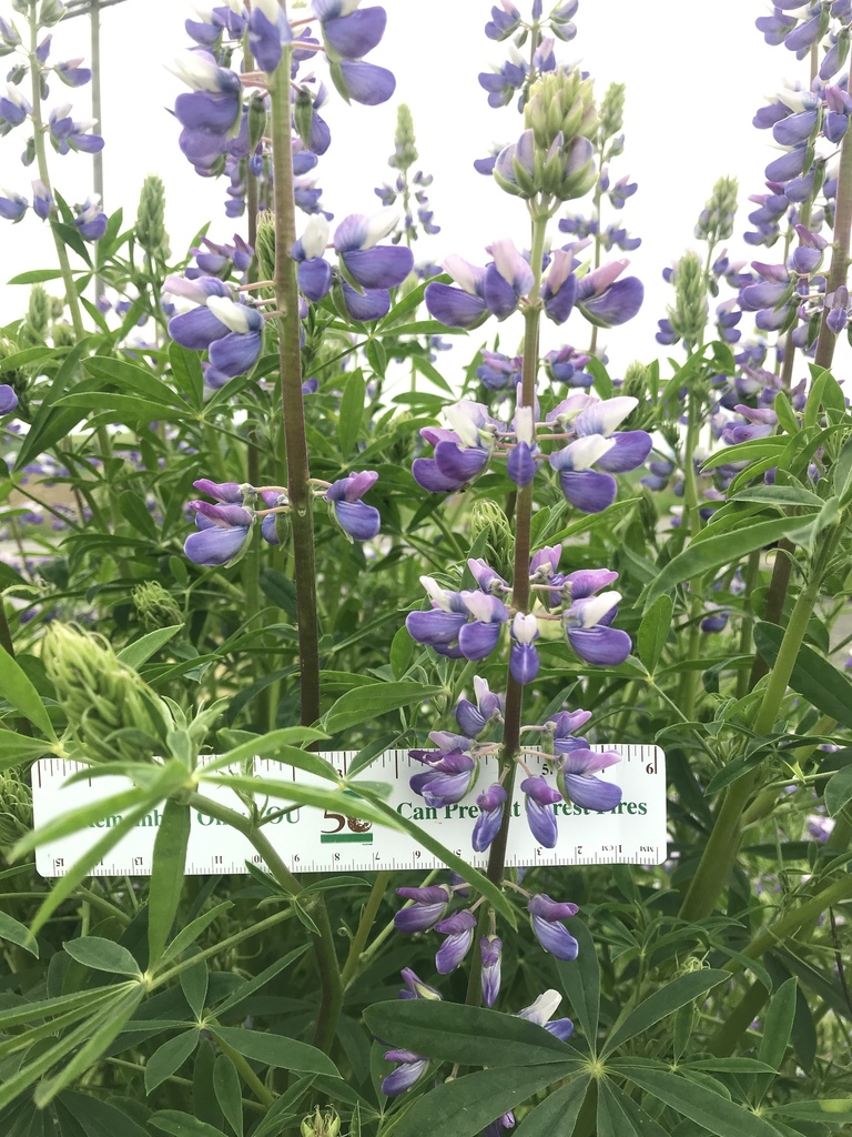 Riverbank Lupine (Lupinus rivularis) - Botanical Realm